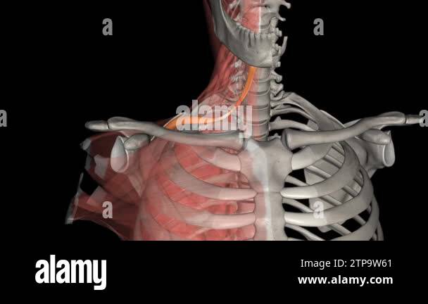 The omohyoid muscle is a muscle in the neck. It is one of the ...