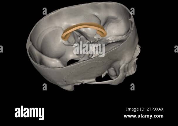 The corpus callosum connects the left side of the brain to the right ...