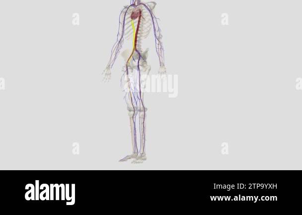 Continuing proximally, the superficial femoral vein is joined by the ...