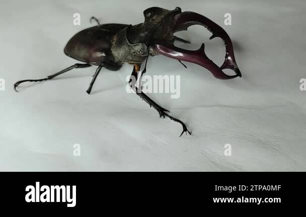 Stag beetle on a white background. Video of a rare insect in full HD ...