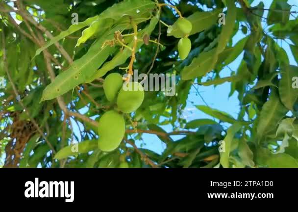 Green and yellow mangoes ripen and hang on mango tree in tropical ...