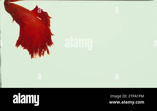 A Red fighting fish shakes its fins in the clear water.When the ...