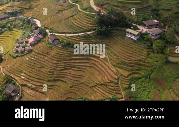 Rice harvest time. Landscape terraced rice field near Sapa. Mu Cang ...