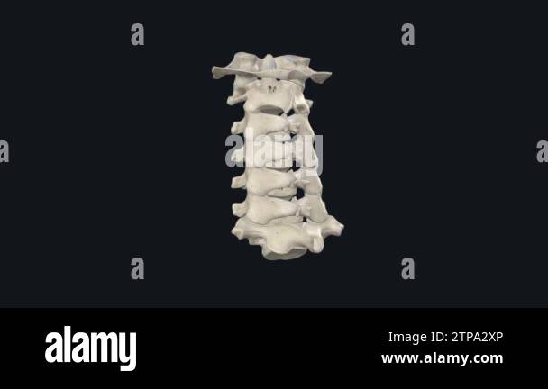 The cervical spine, comprised of seven cervical vertebrae referred to ...