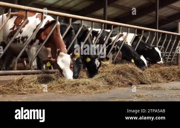Modern livestock farm with dairy cows. Outdoor cowshed at dairy farm with herd of milking cows ...