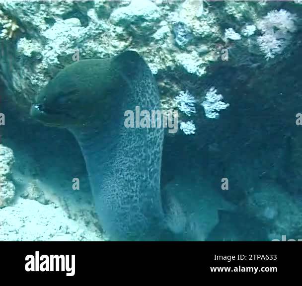Giant Morey eel (Gymnothorax sp.) is very common for Red sea. Red sea ...