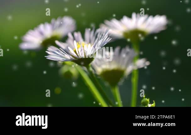 Many small flowers with small white petals, yellow stamen on green stem ...