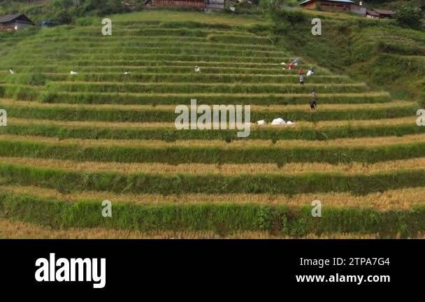 Rice workers at the terraced rice field near Sapa. Mu Cang Chai rice ...