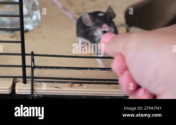 A small house mouse living in a cage takes a sunflower seed from a mans ...