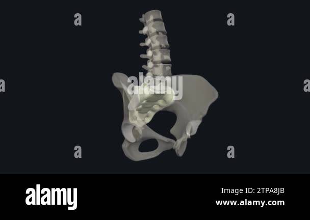 The sacrum is the triangular bone just below the lumbar vertebrae Stock ...