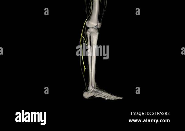 The lateral sural cutaneous nerve of the lumbosacral plexus supplies ...
