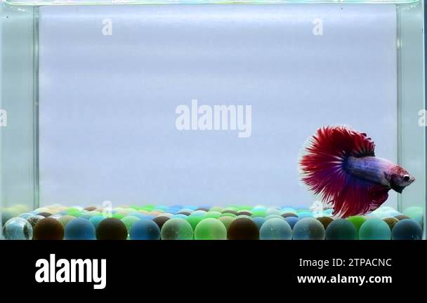 Betta fish Halfmoon long tail, short tail, Crowntails and Dumbo from ...