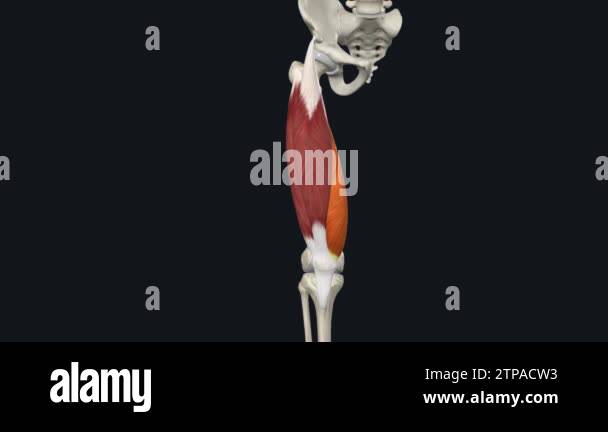 Vastus medialis, together with the other muscles that make up ...