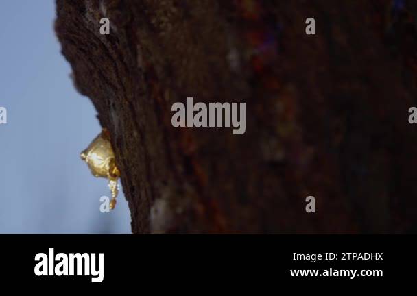 Amber tree resin Stock Videos & Footage - HD and 4K Video Clips - Alamy