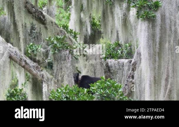spectacled bear, Tremarctos ornatus, native to the forests of the ...