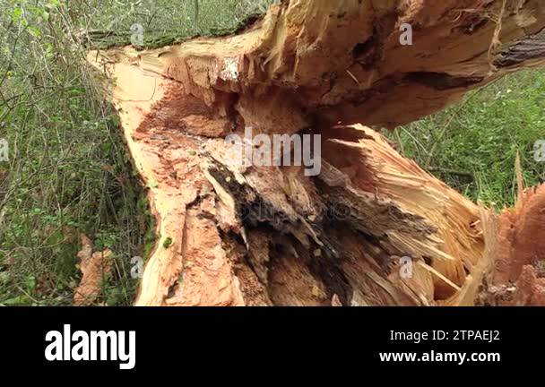 White willow Salix alba attacked by wood-destroying insects, tree trunk ...