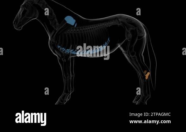 Calcaneus bone horse skeleton anatomy for medical concept 3D animation ...