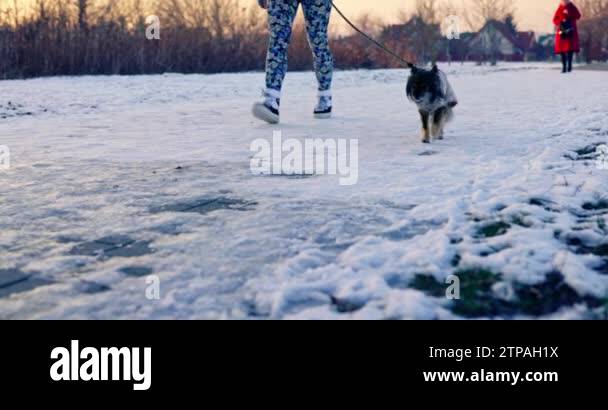 A frozen dog lifts its paws high when walking on ice and snow. Taking a ...