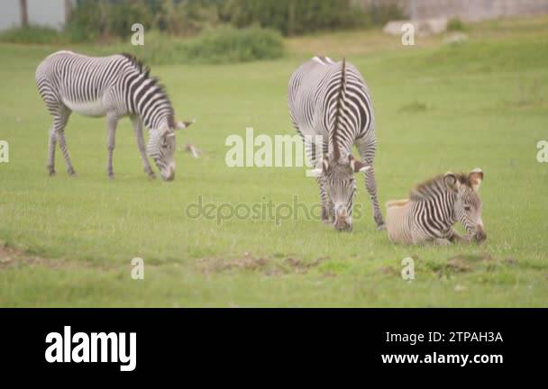 Adult and young animals Stock Videos & Footage - HD and 4K Video Clips ...