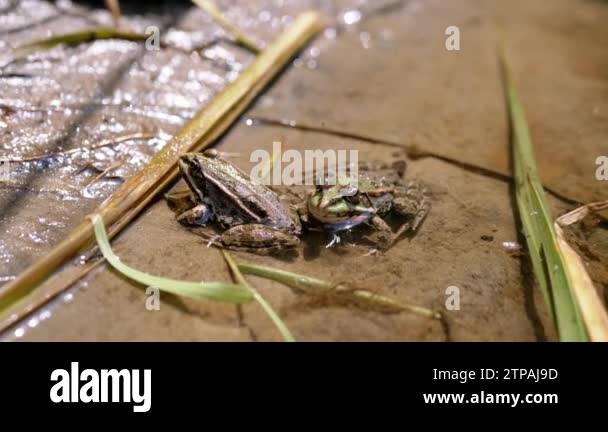 Two Green Frogs Sitting on River Bank in Water with Flying Midges and ...