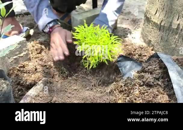 Farmer planting and digging a green plants for the garden using a ...