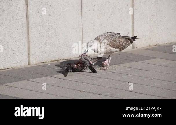Seagull predator Stock Videos & Footage - HD and 4K Video Clips - Alamy