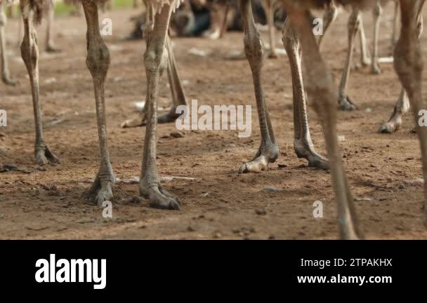 Extremely long legs Stock Videos & Footage - HD and 4K Video Clips - Alamy