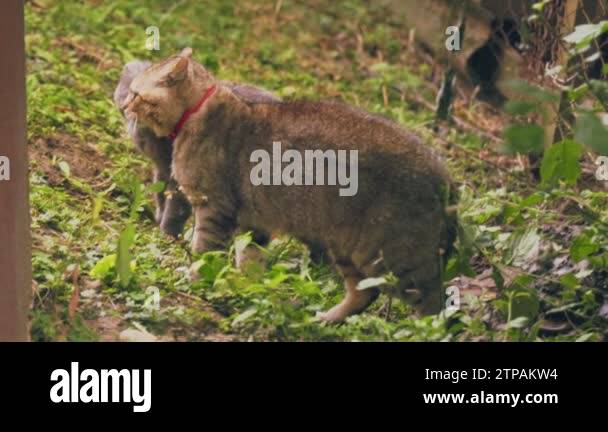 ending a fight between cats with the loser leaving Stock Video Footage ...