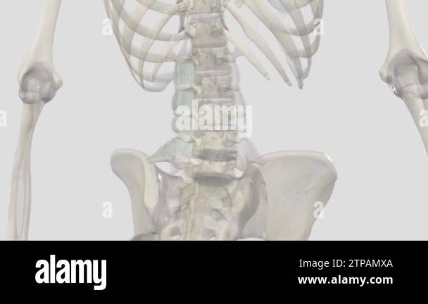 The intertransverse ligaments are weak, sheet-like ligaments ...