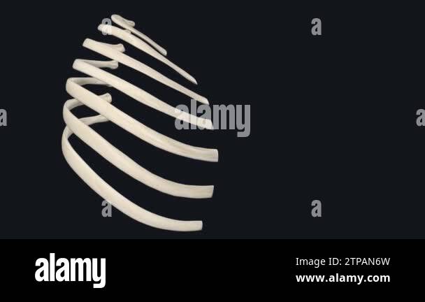 The true ribs are the ribs that directly articulate with the sternum ...