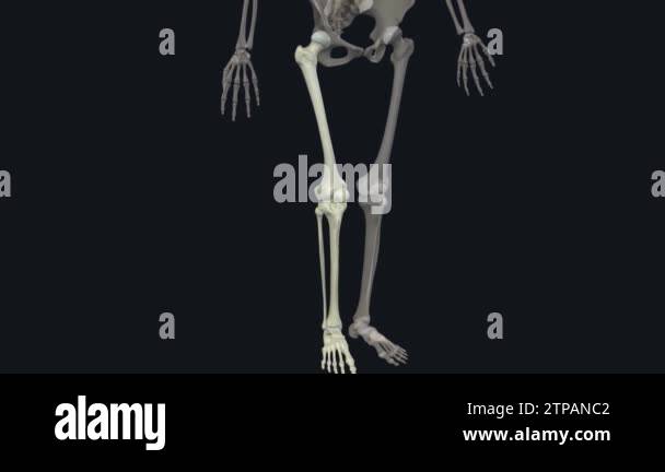 The free part of lower limb comprises the entire lower limb, excluding ...