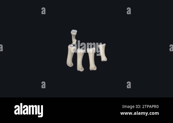 The proximal phalanx of the fingers is the proximal, or first bone, in ...