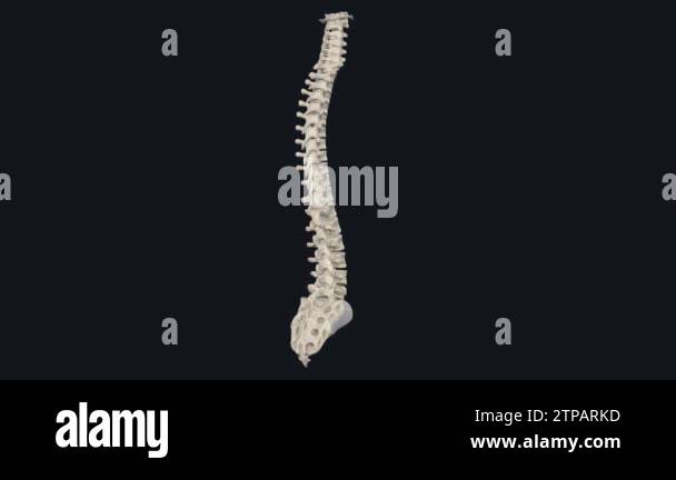The vertebral column houses the spinal canal, a cavity that encloses ...