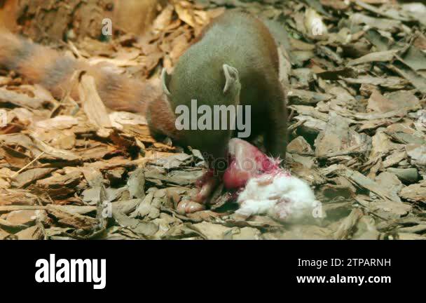 Ring-tailed mongoose (Galidia elegans) is euplerid in subfamily ...