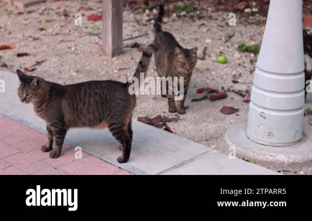 Two well-fed, brown cats leisurely stroll down Walking Street in Miami ...