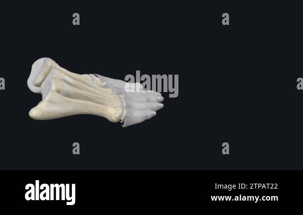 The joint capsule is a fibrous sheath which encloses the structures of ...