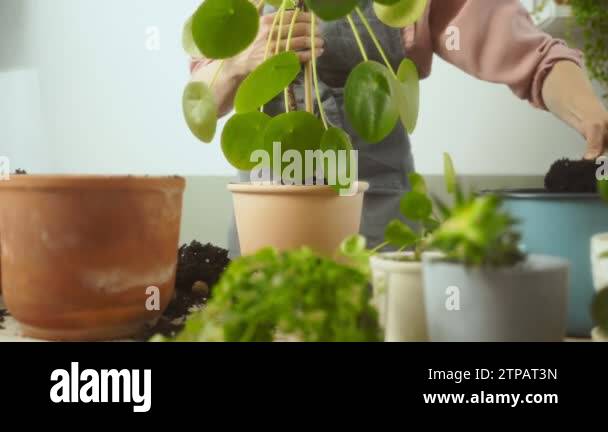 Anonymous female gardener putting soil into pot with pilea ...