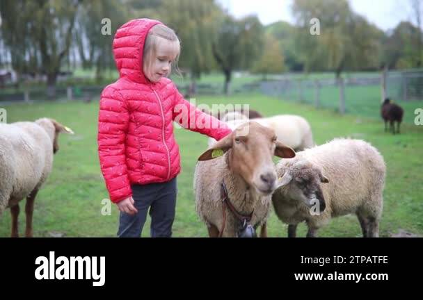 Adorable preschooler girl playing with sheep at farm. Child ...