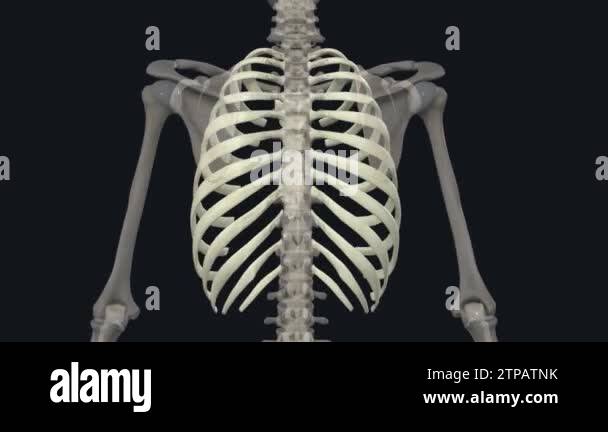 The thorax is the region between the abdomen inferiorly and the root of ...