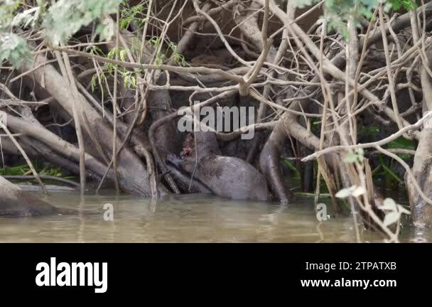 Family of giant river otter, Pteronura brasiliensis, hunting and ...