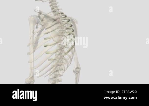 The true ribs are the ribs that directly articulate with the sternum ...