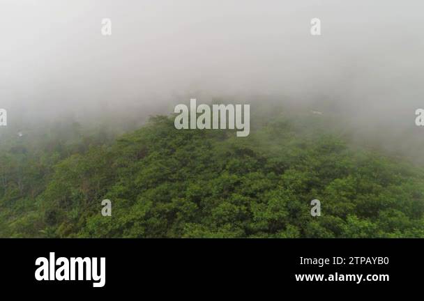 agricultural land, farmlands in rainforest covered clouds, fields with ...