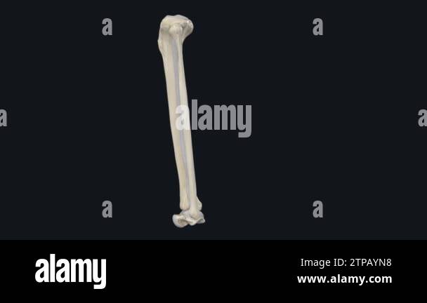 The interosseous membrane of the leg is also referred to as the middle ...
