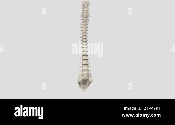 The vertebral column houses the spinal canal, a cavity that encloses ...