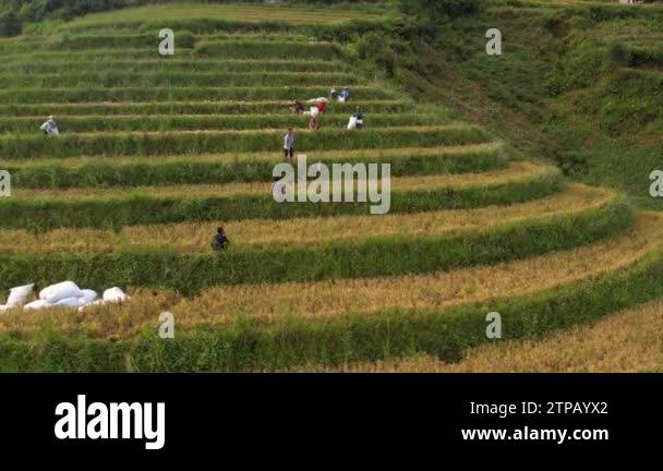 Rice workers at the terraced rice field near Sapa. Mu Cang Chai rice ...