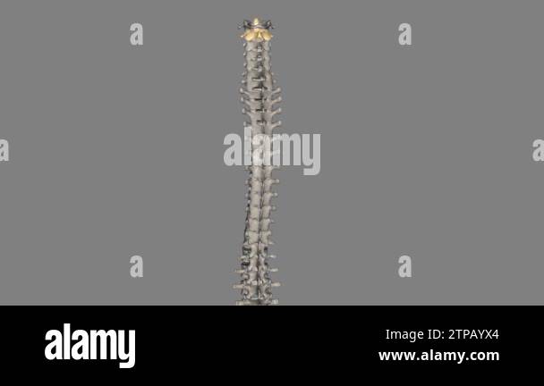 The Axis (C2 vertebra) also known as epistropheus forms the pivot upon ...