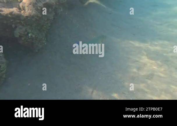 Beautiful underwater scenery with various types of fish and coral reefs ...