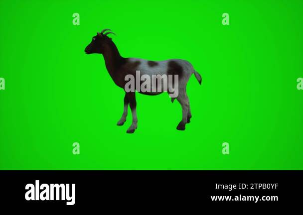 3D animation of a brown goat in green screen pasture 3d people redner ...