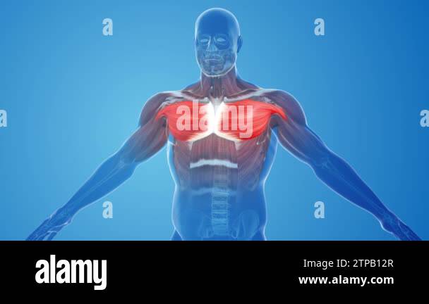 Chest Pectoralis Major and Minor Muscles pain and injury Stock Video ...