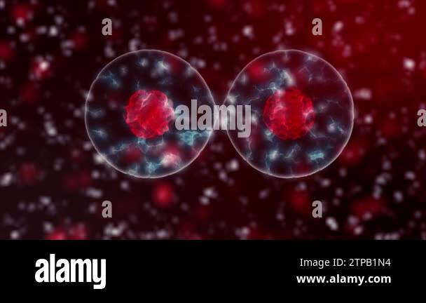 Cell Division, generic cell dividing with copy space, stem cells ...